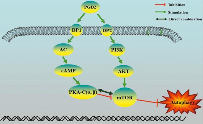 The imbalance of PGD2-DPs pathway is involved in the type 2 diabetes ...
