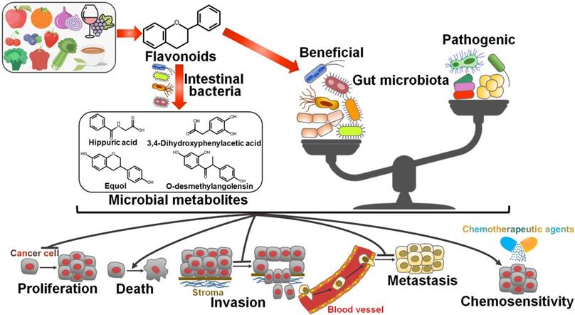 The Effects and Mechanisms of Flavonoids on Cancer Prevention and ...