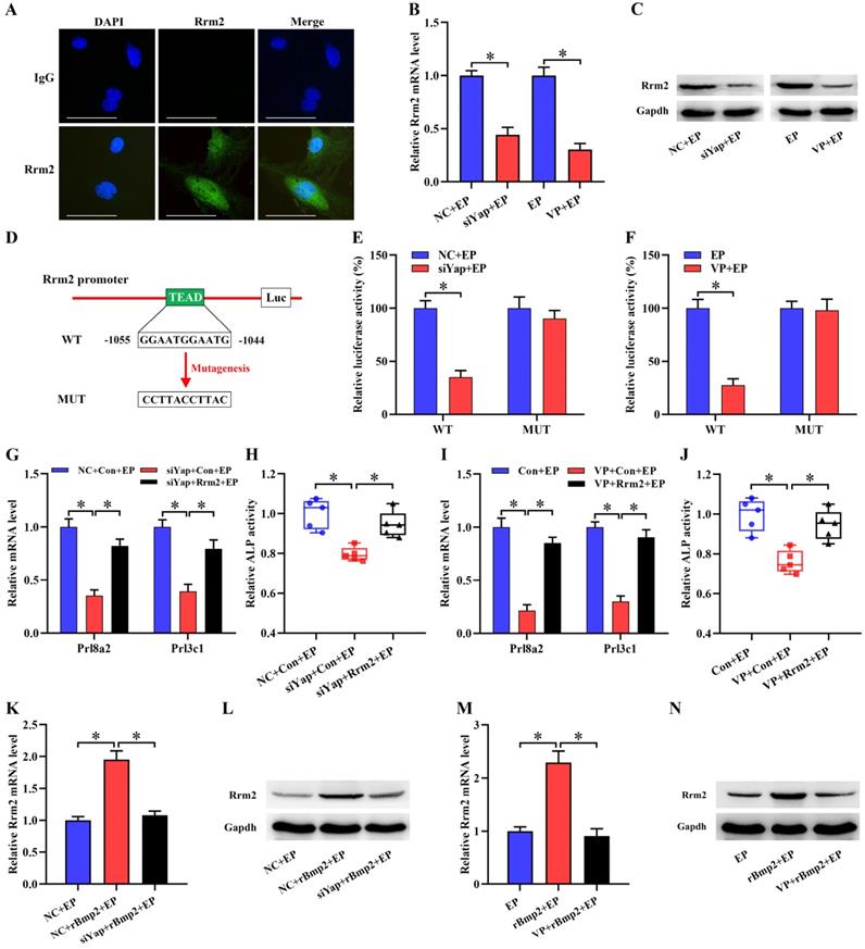 Yap is essential for uterine decidualization through Rrm2/GSH/ROS ...