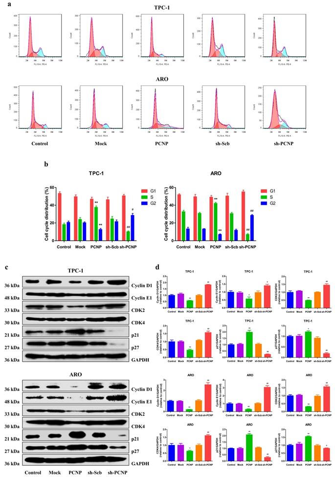 PCNP is a novel regulator of proliferation, migration, and invasion in ...