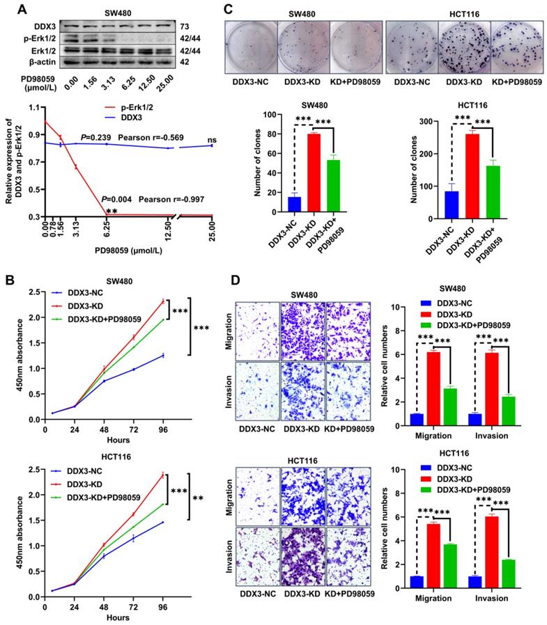DDX3 acts as a tumor suppressor in colorectal cancer as loss of DDX3 in ...