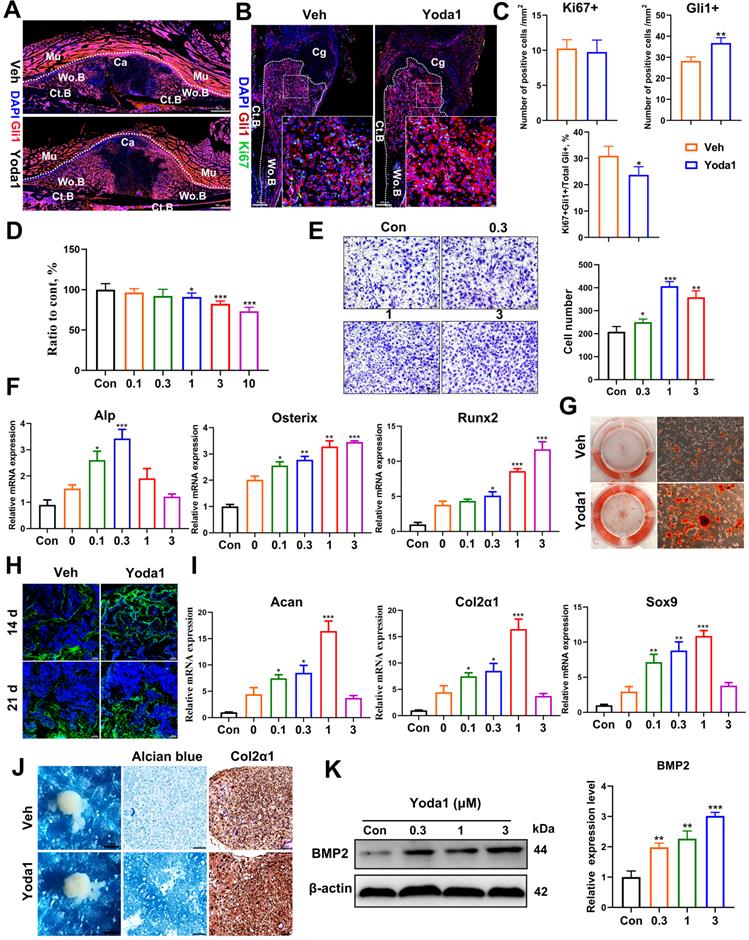 Mechanosensitive Piezo1 is crucial for periosteal stem cell-mediated ...