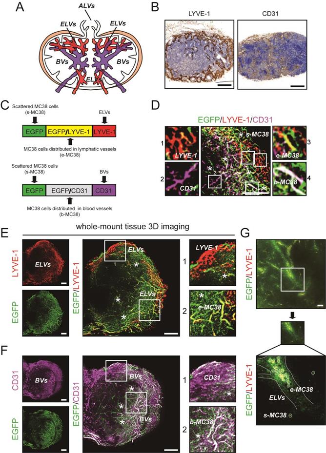 Spatiotemporal Quantification Of Metastatic Tumour Cell Growth And