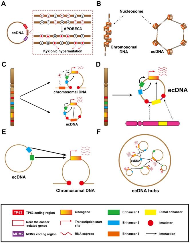 Pioneering insights of extrachromosomal DNA (ecDNA) generation, action ...