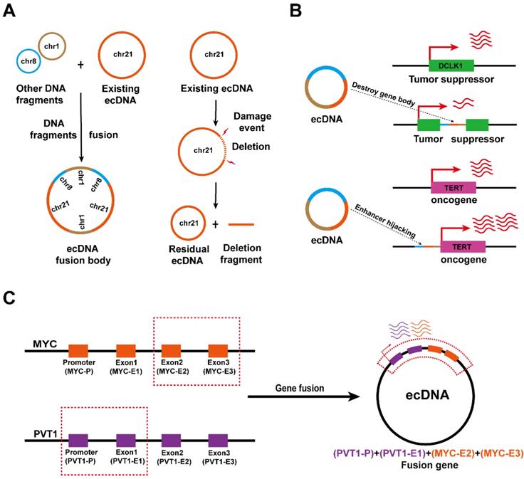 Pioneering insights of extrachromosomal DNA (ecDNA) generation, action ...