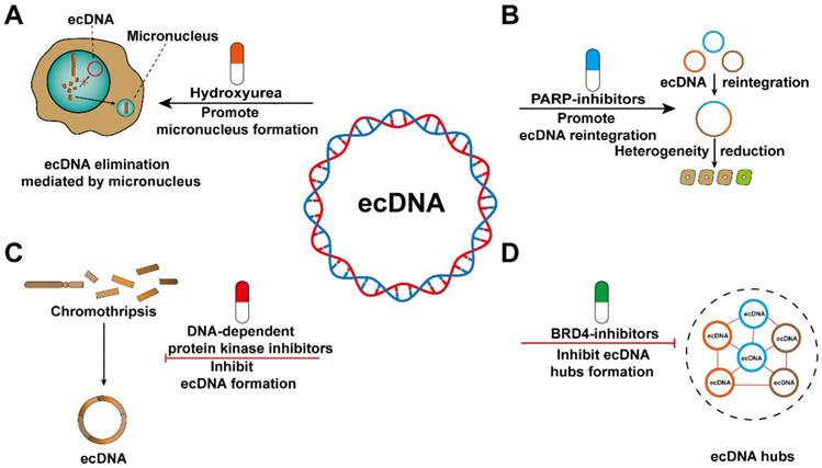 Pioneering insights of extrachromosomal DNA (ecDNA) generation, action and its implications for ...