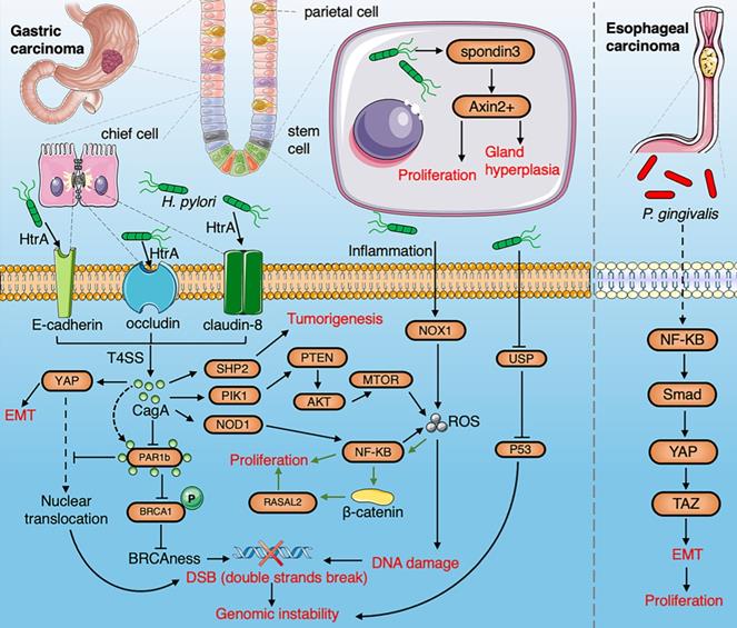Gut microbiome in gastrointestinal cancer: a friend or foe?
