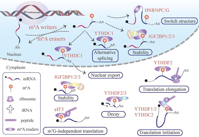 Novel insights into m6A modification of coding and non-coding RNAs in tumor biology: From ...