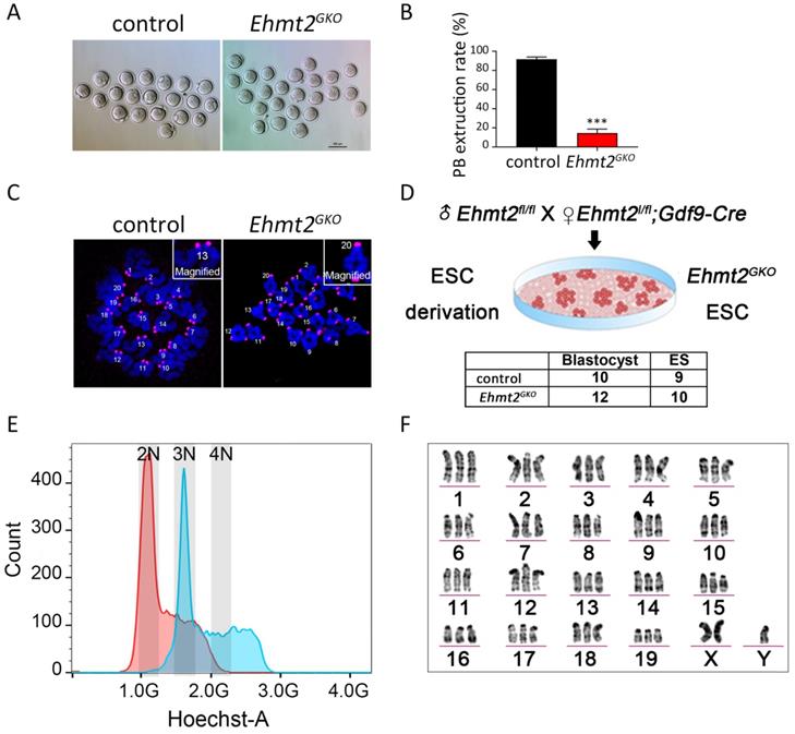 Maternal EHMT2 is essential for homologous chromosome segregation by ...