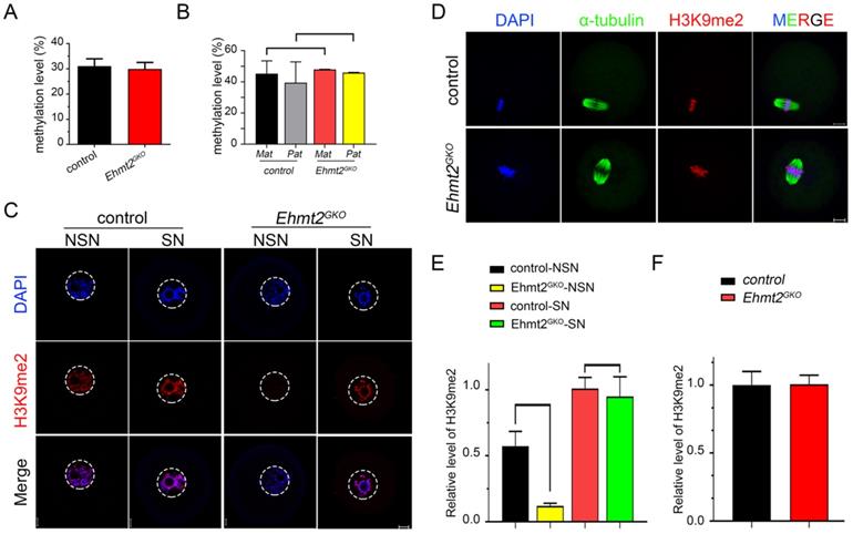 Maternal EHMT2 is essential for homologous chromosome segregation by ...