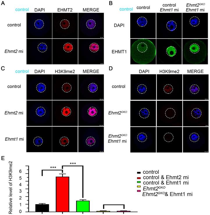 Maternal EHMT2 is essential for homologous chromosome segregation by ...