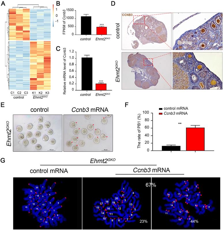 Maternal EHMT2 is essential for homologous chromosome segregation by ...