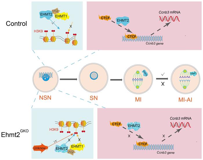 Maternal EHMT2 is essential for homologous chromosome segregation by ...