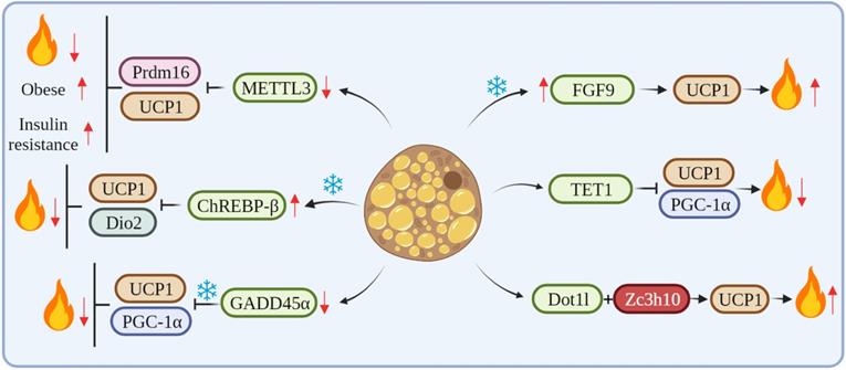 Regulation of Adipose Thermogenesis and its Critical Role in Glucose ...