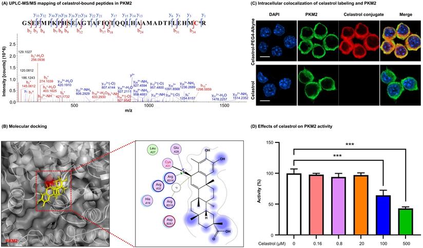 Covalent Inhibition of Pyruvate Kinase M2 Reprograms Metabolic and ...