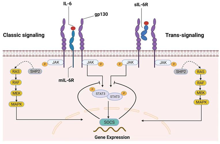 The Role of IL-6 in Fibrotic Diseases: Molecular and Cellular Mechanisms