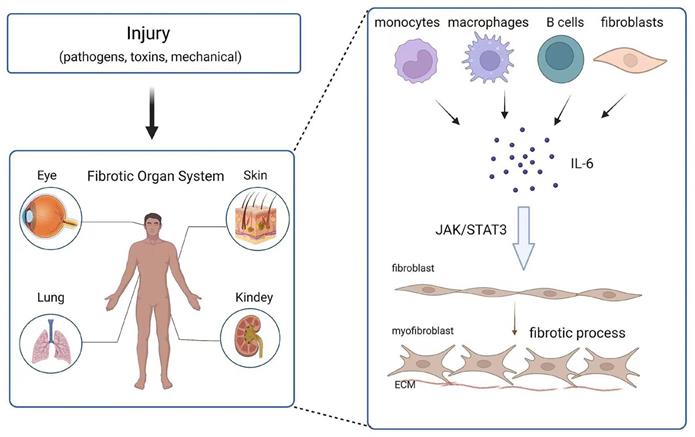 The Role of IL-6 in Fibrotic Diseases: Molecular and Cellular Mechanisms
