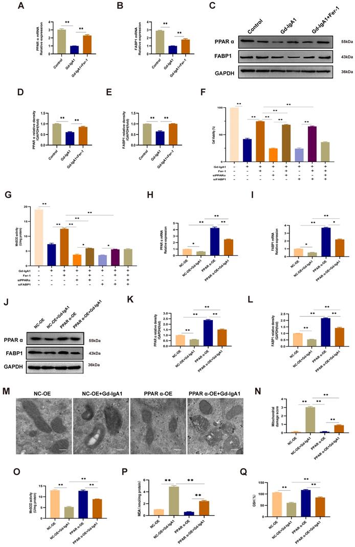 Downregulation of PPARα mediates FABP1 expression, contributing to IgA ...