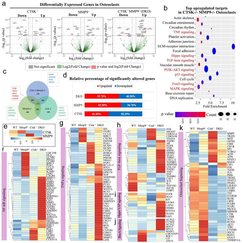 Knockout and Double Knockout of Cathepsin K and Mmp9 reveals a novel ...