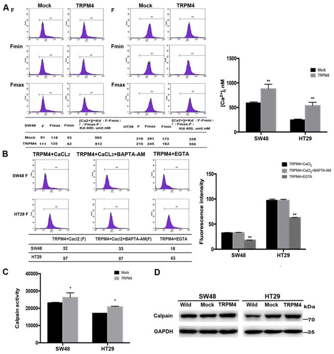 A novel methylated cation channel TRPM4 inhibited colorectal cancer metastasis through Ca2 ...