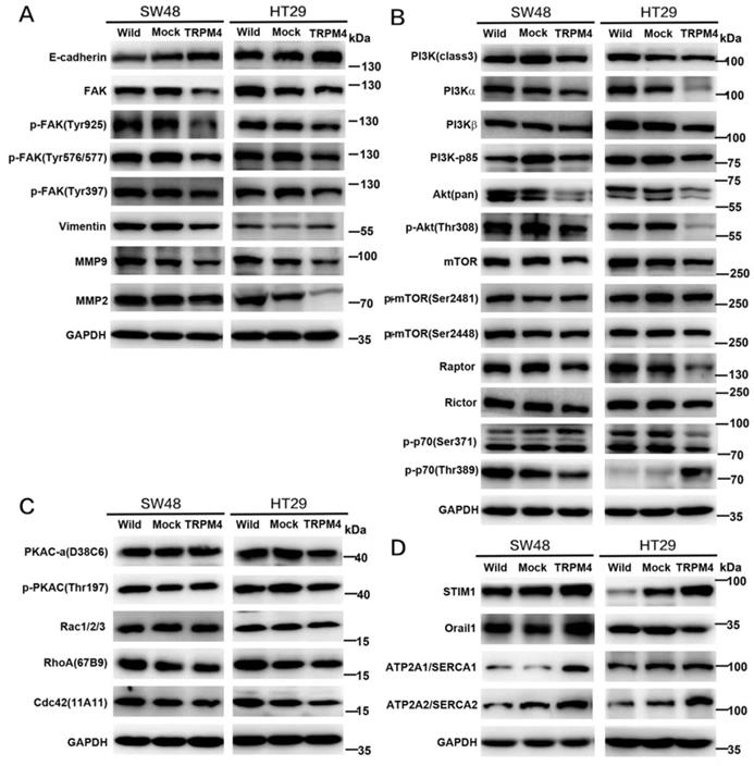 A novel methylated cation channel TRPM4 inhibited colorectal cancer ...