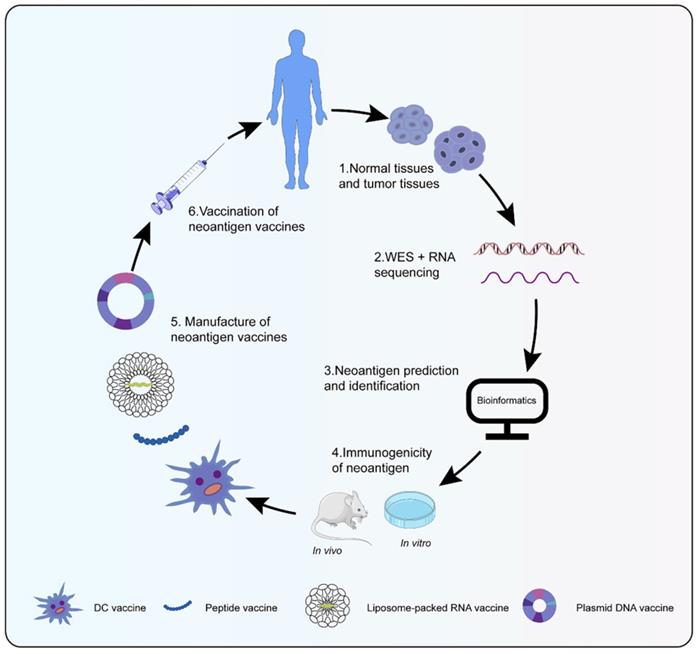 Engineering neoantigen vaccines to improve cancer personalized ...