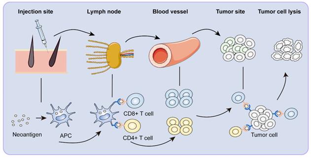 Engineering neoantigen vaccines to improve cancer personalized ...
