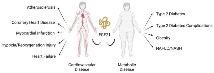 Targeting FGF21 in cardiovascular and metabolic diseases: from ...
