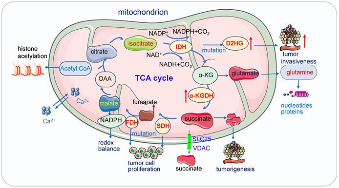 An Overview: The Diversified Role of Mitochondria in Cancer Metabolism
