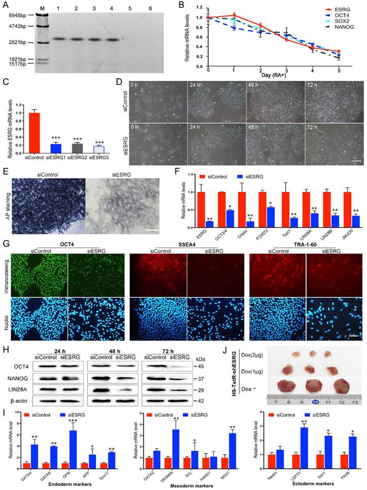ESRG is critical to maintain the cell survival and self-renewal ...