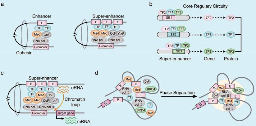 The Emerging Role of Super-enhancers as Therapeutic Targets in The ...