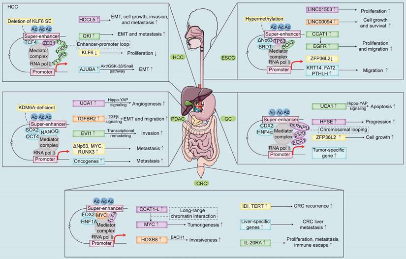 The Emerging Role of Super-enhancers as Therapeutic Targets in The ...