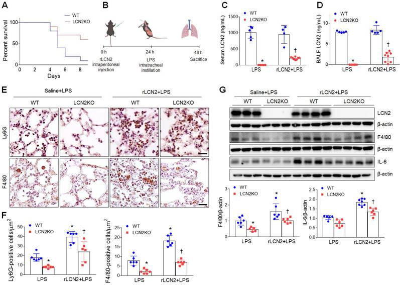 Lipocalin-2 promotes acute lung inflammation and oxidative stress by ...