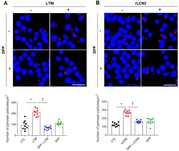 Lipocalin-2 promotes acute lung inflammation and oxidative stress by ...