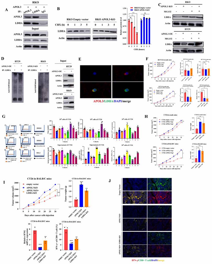 Apolipoprotein L3 enhances CD8+ T cell antitumor immunity of colorectal ...