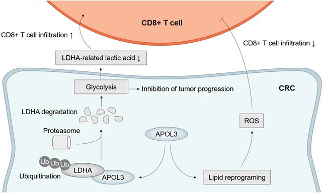 Apolipoprotein L3 enhances CD8+ T cell antitumor immunity of colorectal ...