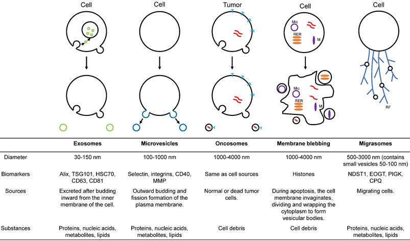 Exosomes and Their Bioengineering Strategies in the Cutaneous Wound ...