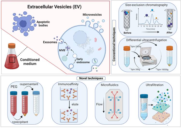 Exosomes and Their Bioengineering Strategies in the Cutaneous Wound ...