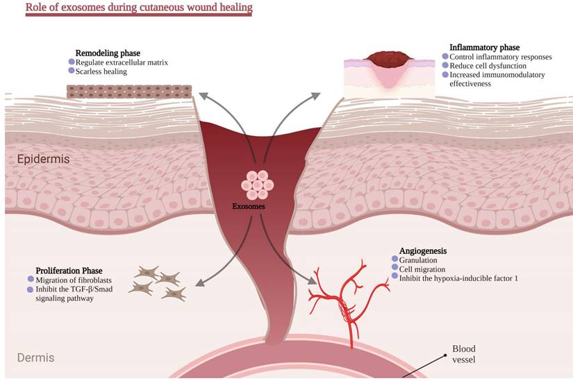Exosomes and Their Bioengineering Strategies in the Cutaneous Wound ...