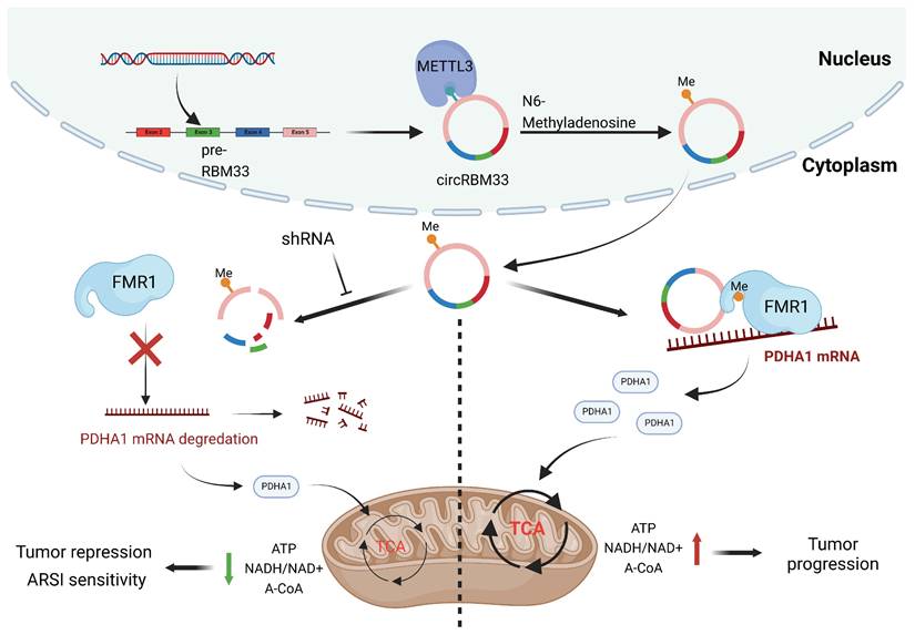 M6A-modified circRBM33 promotes prostate cancer progression via PDHA1 ...