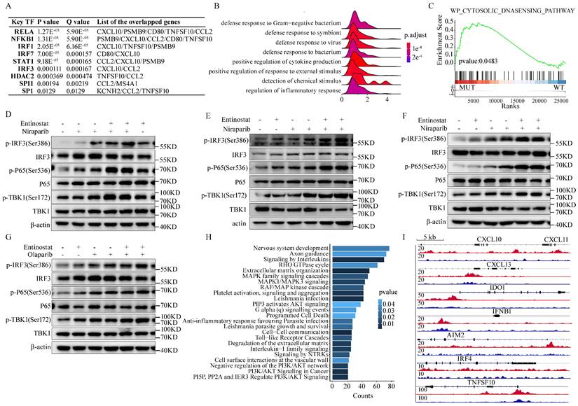 Loss of HRD functional phenotype impedes immunotherapy and can be ...