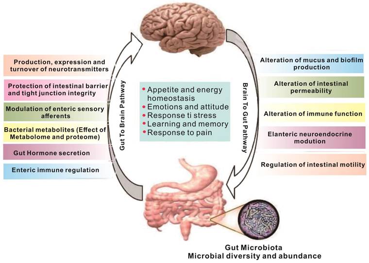 Cracking Brain Diseases from Gut Microbes-Mediated Metabolites for ...