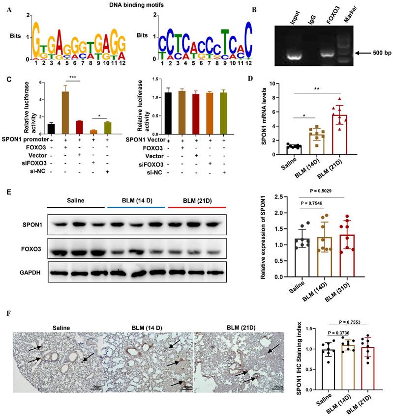 FOXO3 regulates Smad3 and Smad7 through SPON1 circular RNA to inhibit ...