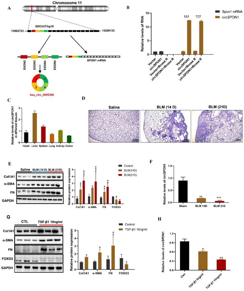FOXO3 regulates Smad3 and Smad7 through SPON1 circular RNA to inhibit ...