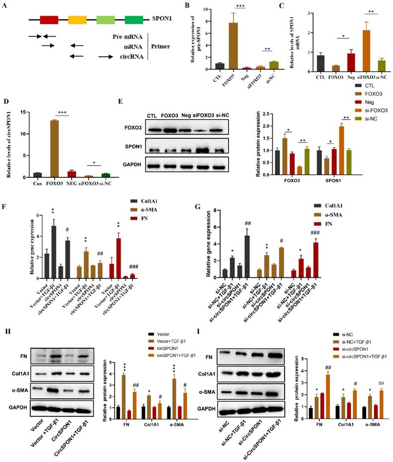 FOXO3 regulates Smad3 and Smad7 through SPON1 circular RNA to inhibit ...