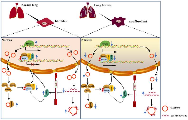 FOXO3 regulates Smad3 and Smad7 through SPON1 circular RNA to inhibit ...