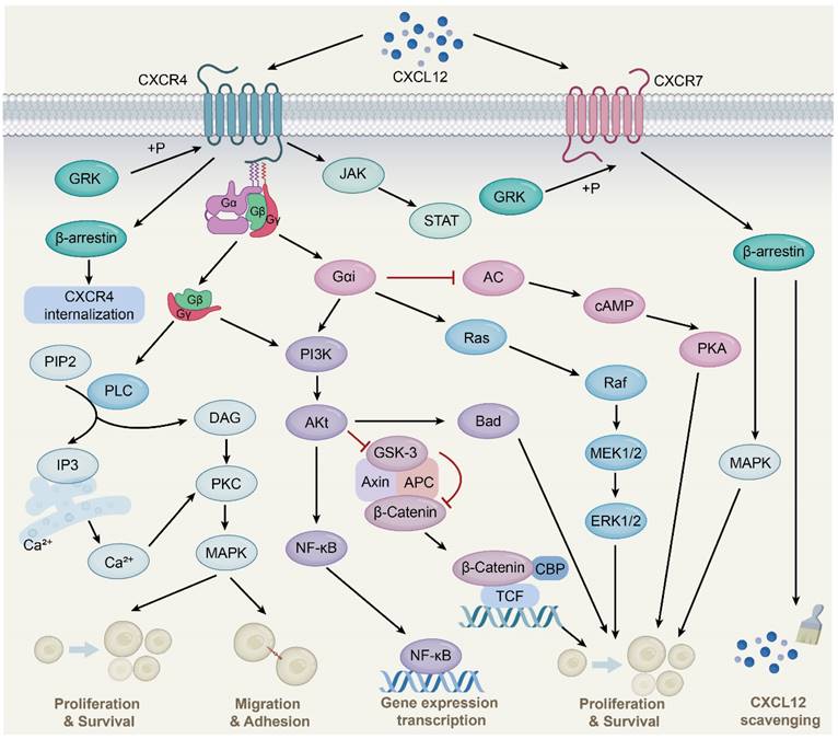 CXCL12-CXCR4/CXCR7 Axis in Cancer: from Mechanisms to Clinical Applications