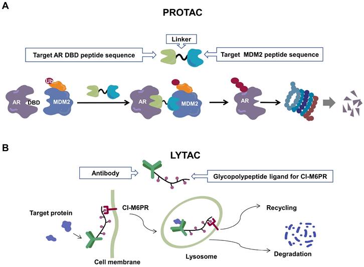 Emerging Pharmacotherapeutic Strategies to Overcome Undruggable ...