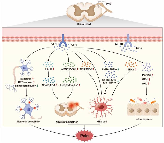 IGF/IGF-1R signal pathway in pain: a promising therapeutic target