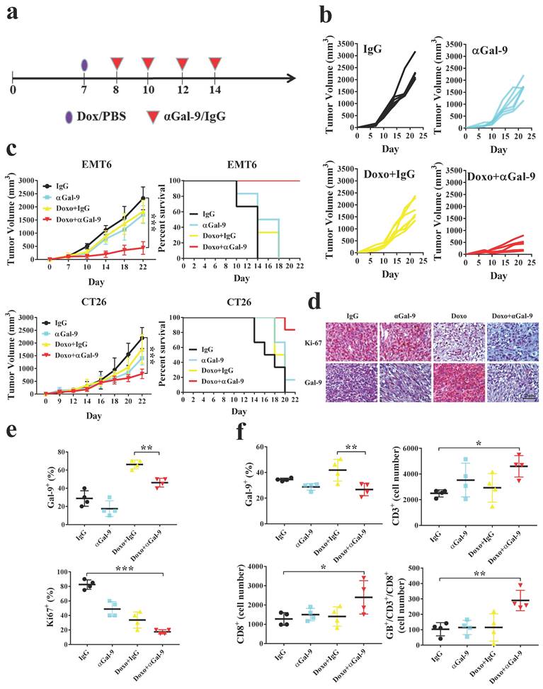 Inhibition of Galectin-9 sensitizes tumors to anthracycline treatment ...